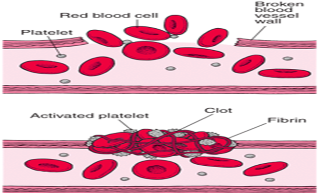 How the Blood Coagulates after injury – Medical awareness https ...